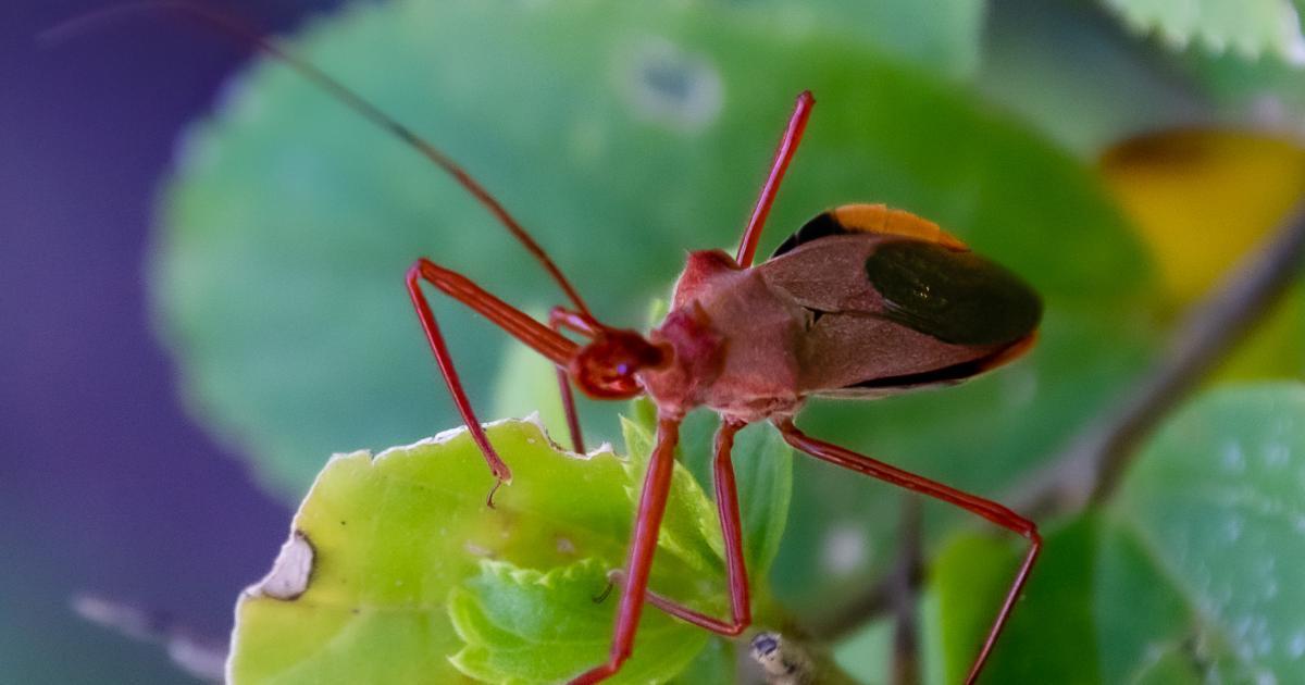 Percevejo #282547 - Biofaces - Bring Nature Closer