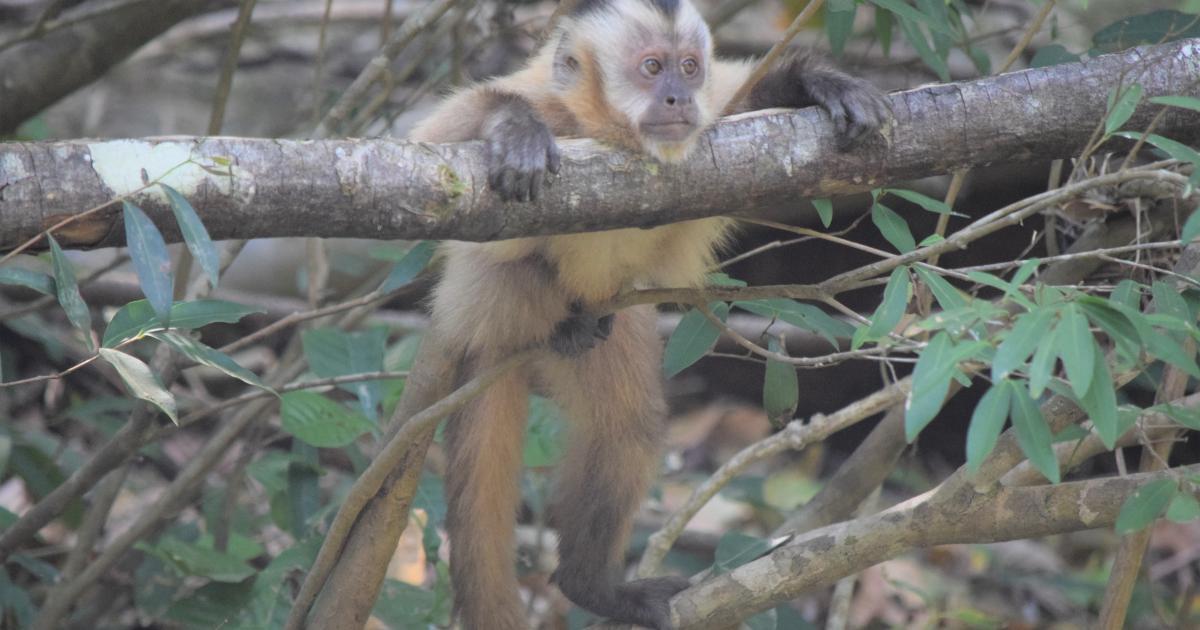 macaco #282921 - Biofaces - Bring Nature Closer