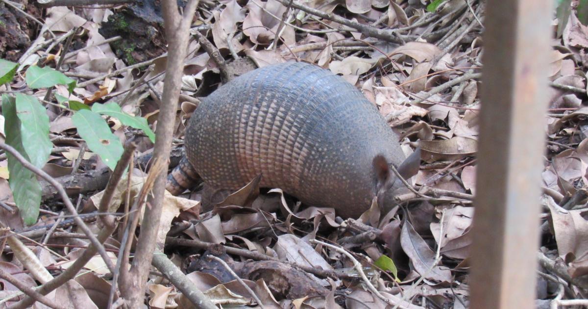 Tatu-galinha #282948 - Biofaces - Bring Nature Closer