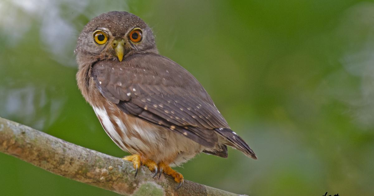 Caburé-da-amazônia #283139 - Biofaces - Bring Nature Closer