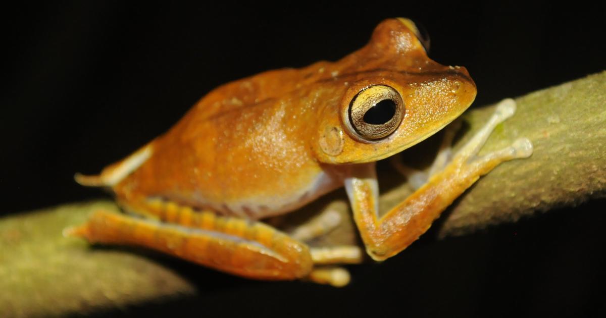 Boana #283154 - Biofaces - Bring Nature Closer