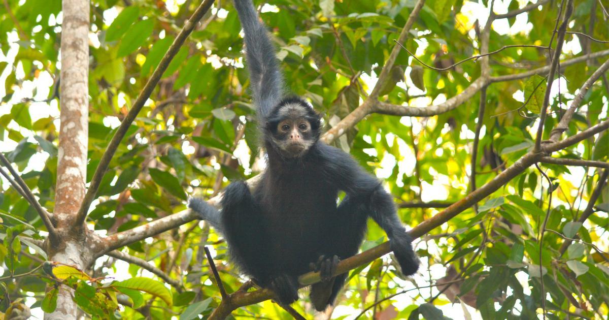 Macaco-aranha-de-cara-branca #283576 - Biofaces - Bring Nature Closer