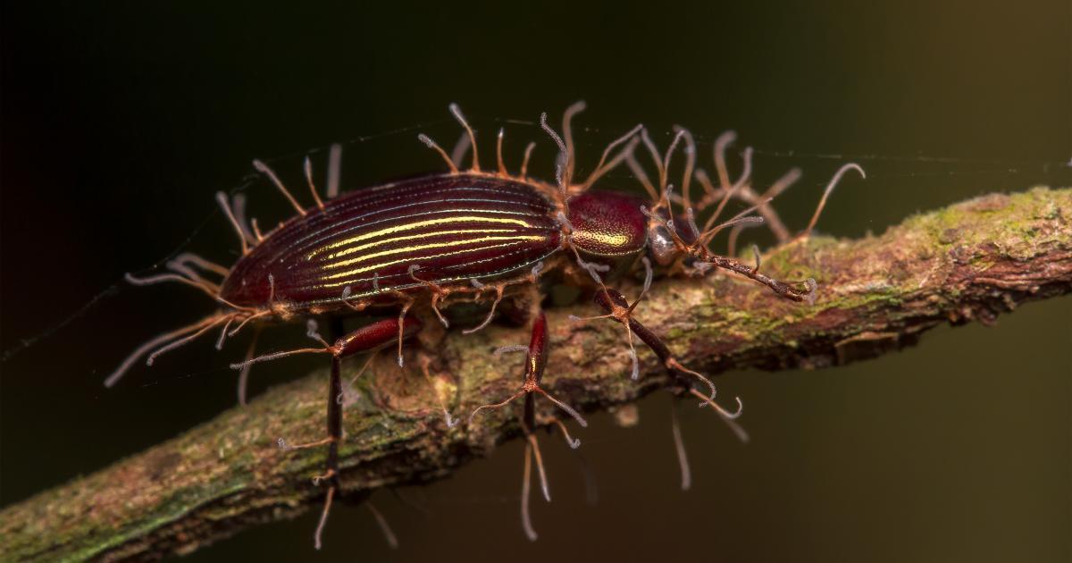 Camaria #283739 - Biofaces - Bring Nature Closer