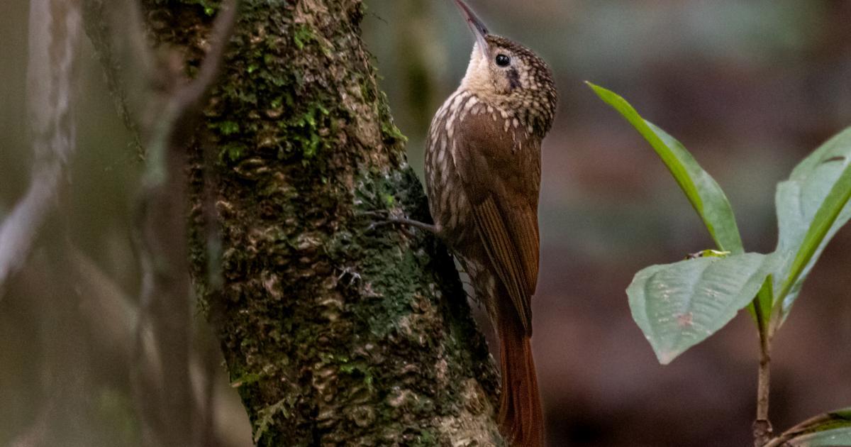 Lesser #283762 - Biofaces - Bring Nature Closer