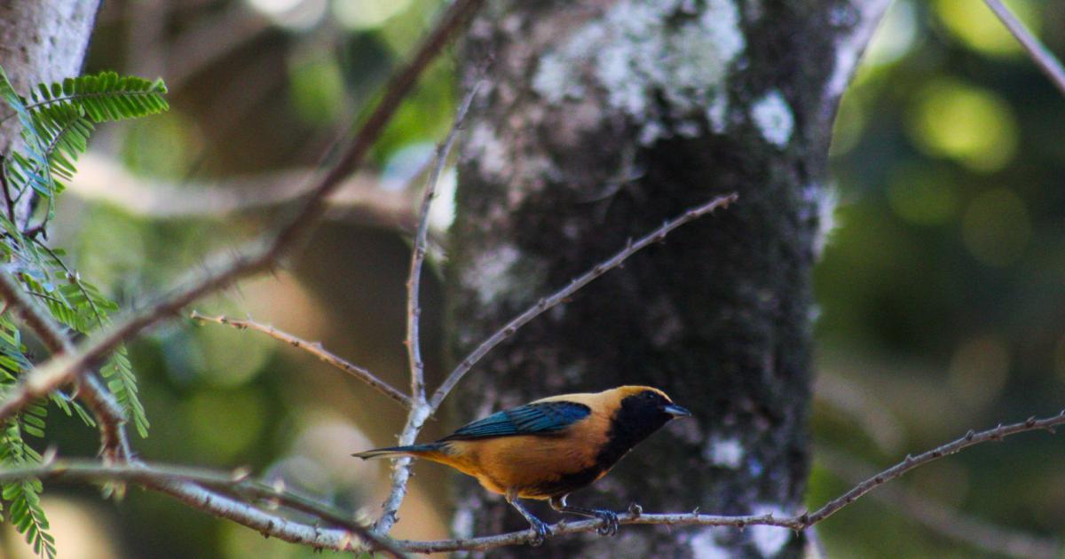 Saíra-amarela #283826 - Biofaces - Bring Nature Closer