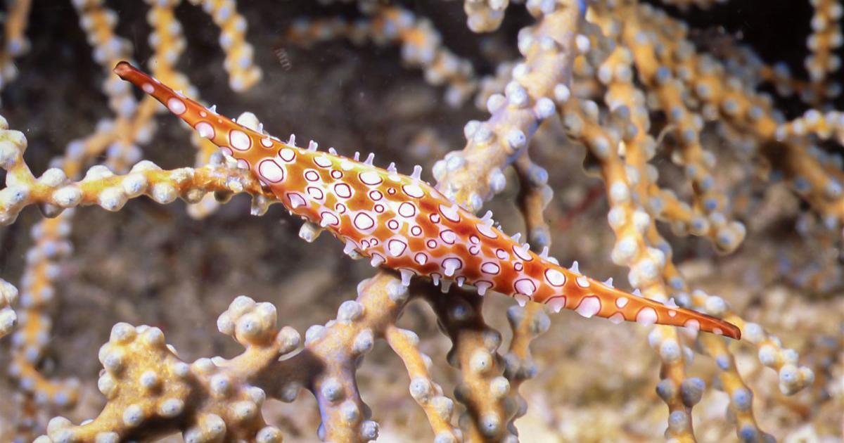 Allied #284056 - Biofaces - Bring Nature Closer