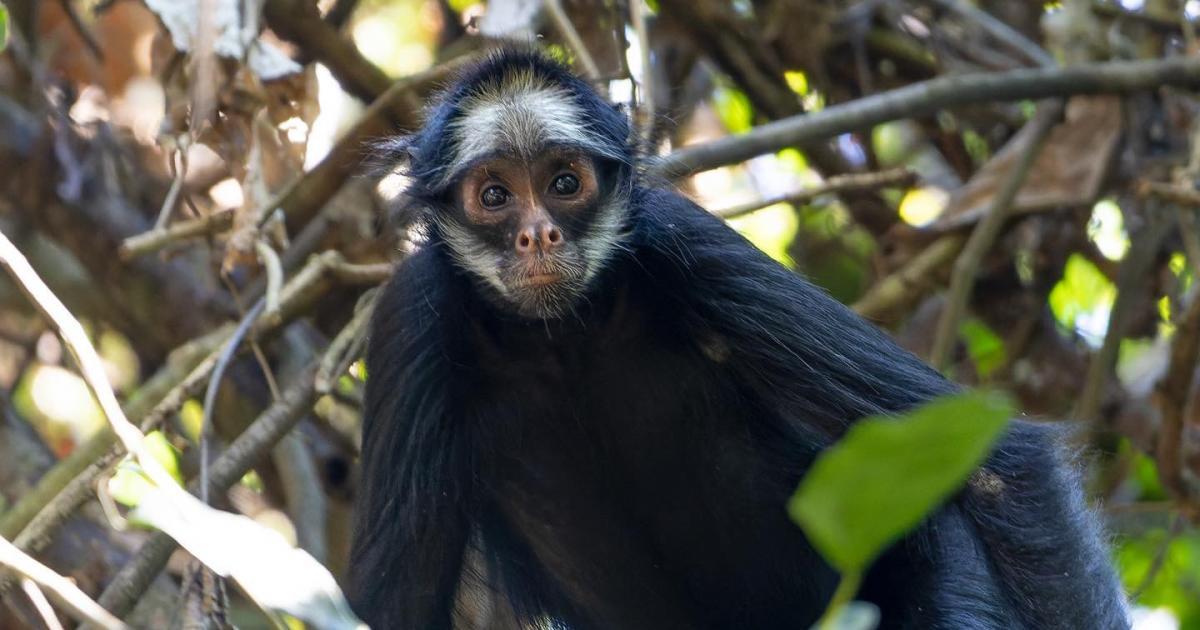 Macaco-aranha-de-testa-branca #284068 - Biofaces - Bring Nature Closer