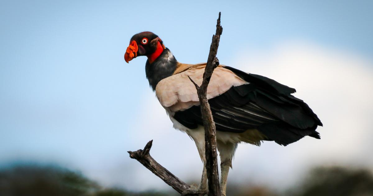 Urubu-rei #284210 - Biofaces - Bring Nature Closer