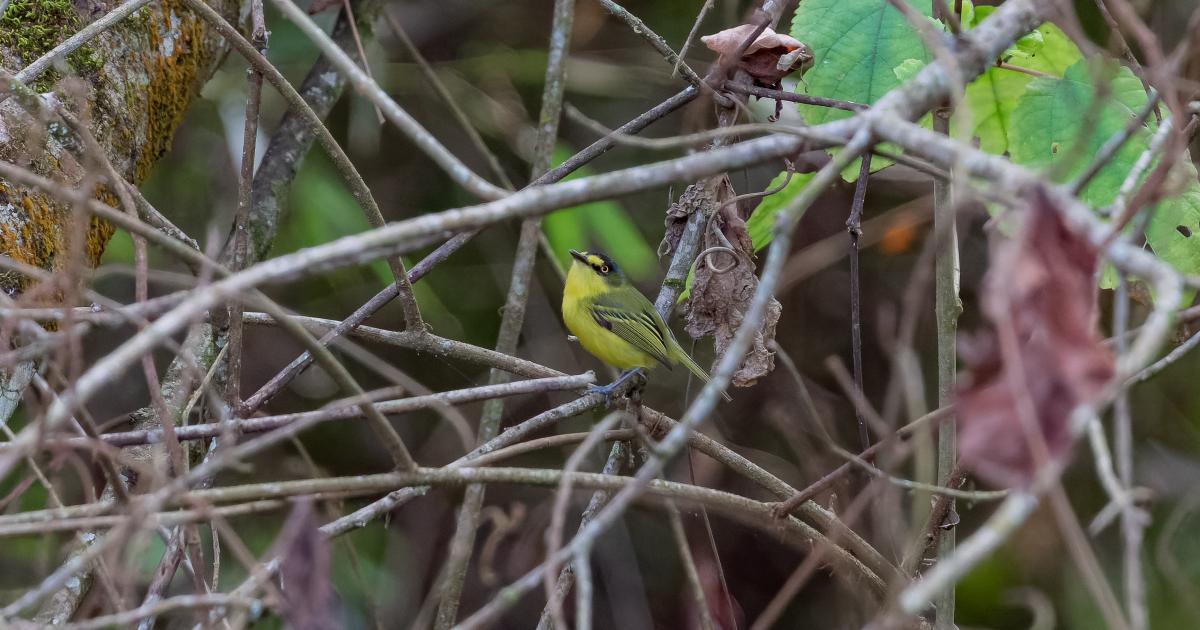 Teque-teque #284291 - Biofaces - Bring Nature Closer