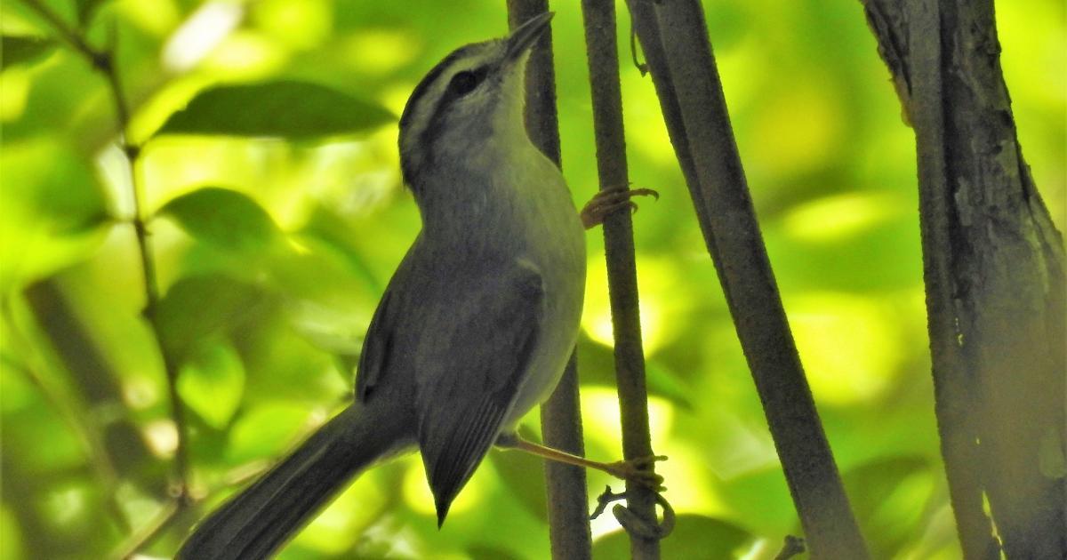 Pula #284407 - Biofaces - Bring Nature Closer