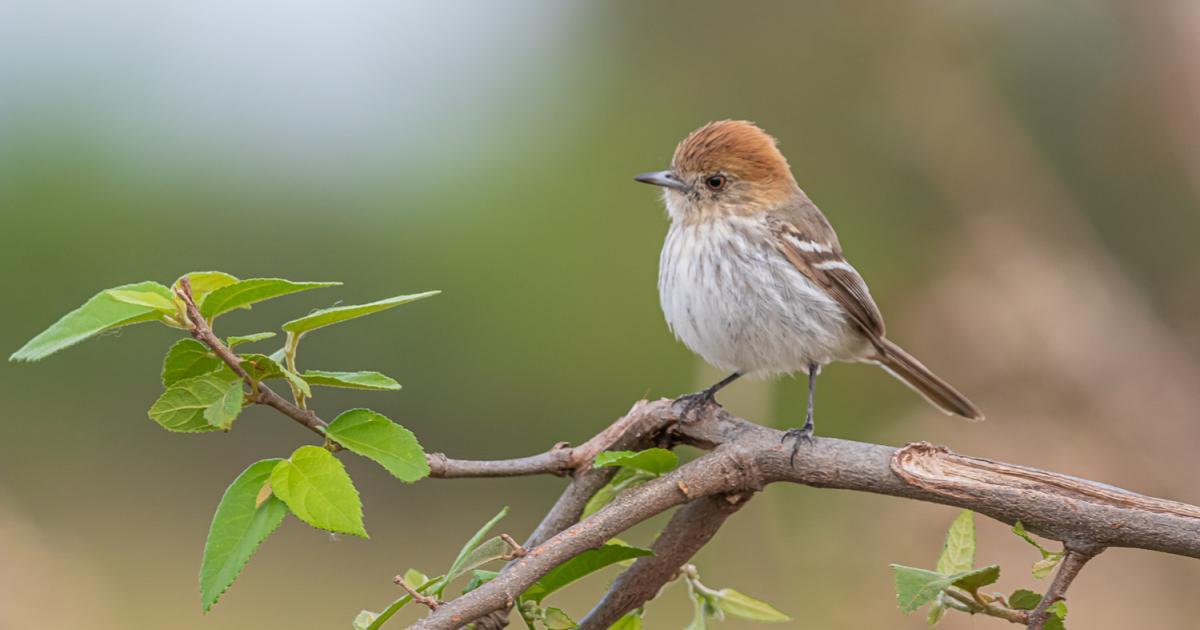 Maria-preta-acinzentada #284438 - Biofaces - Bring Nature Closer