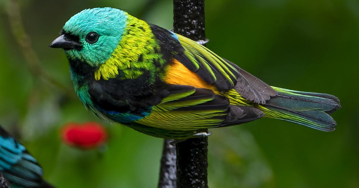 Saíra-sete-cores #284511 - Biofaces - Bring Nature Closer