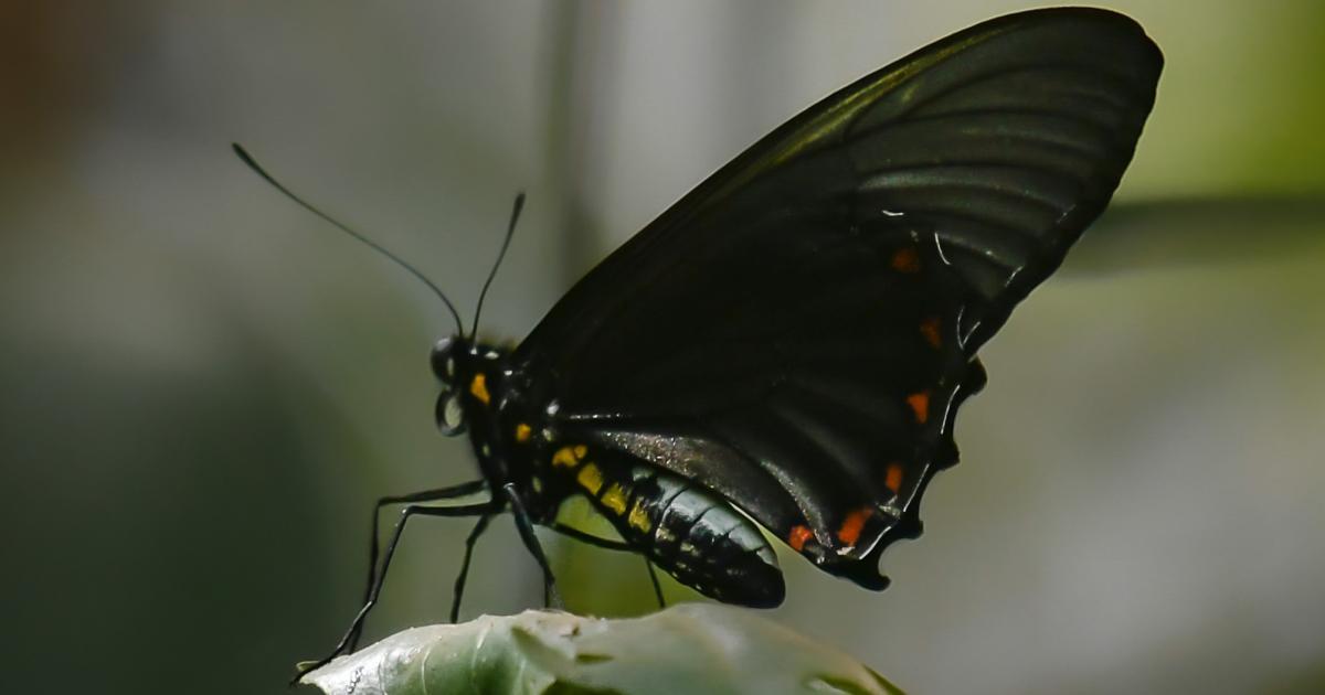 Borboleta #284910 - Biofaces - Bring Nature Closer