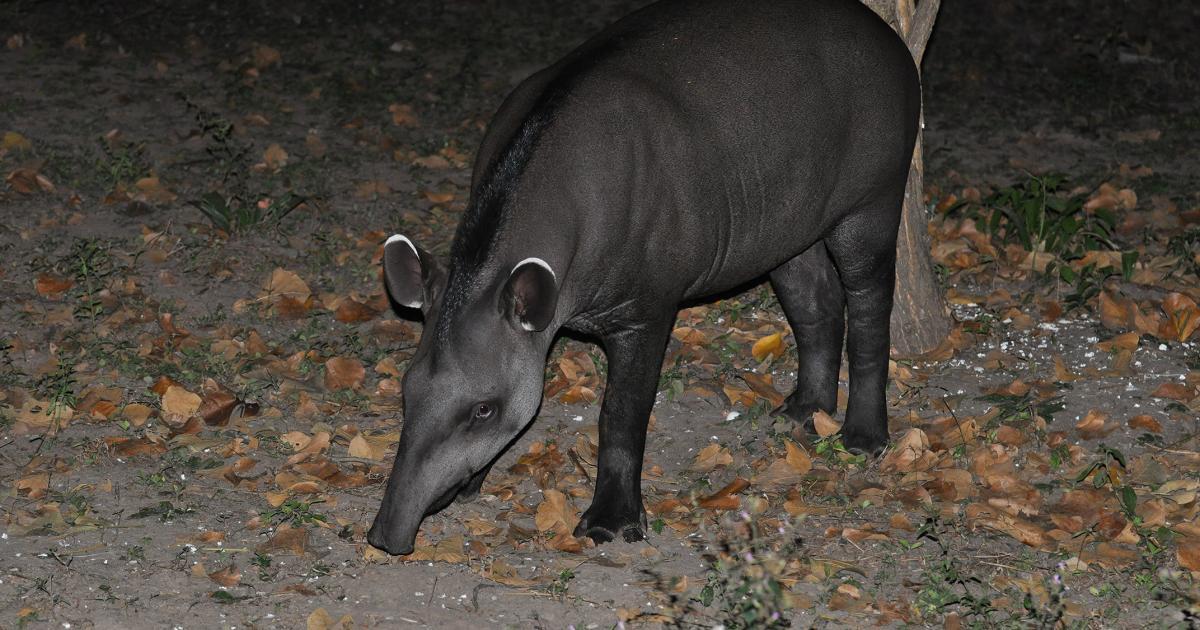 Anta #285070 - Biofaces - Bring Nature Closer