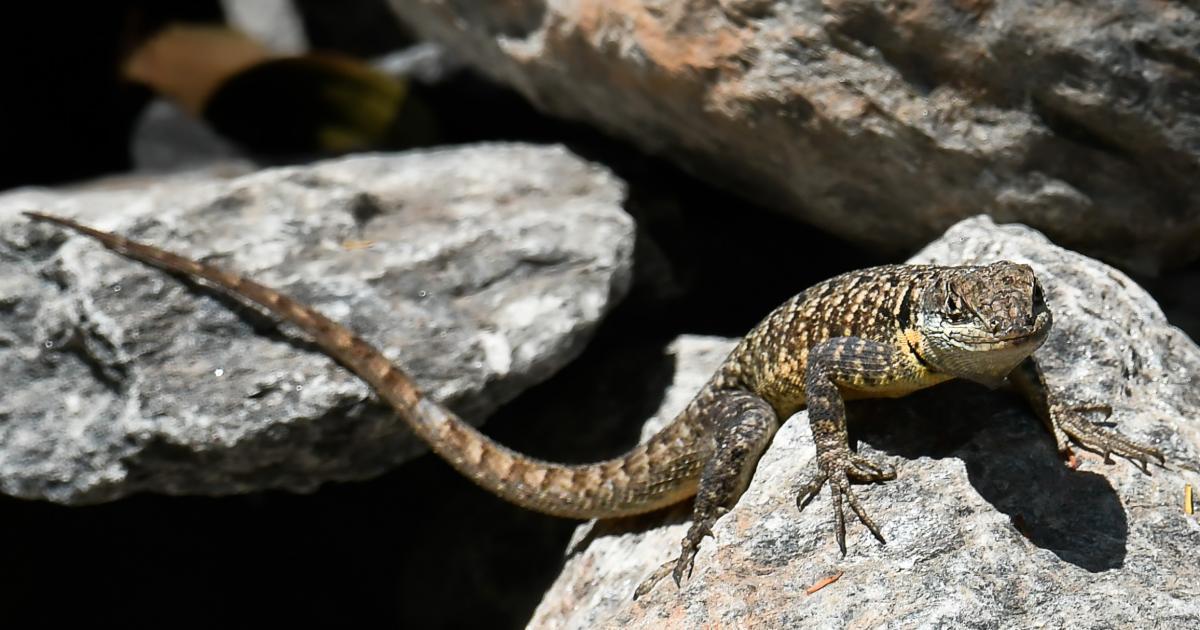 Calango #285806 - Biofaces - Bring Nature Closer