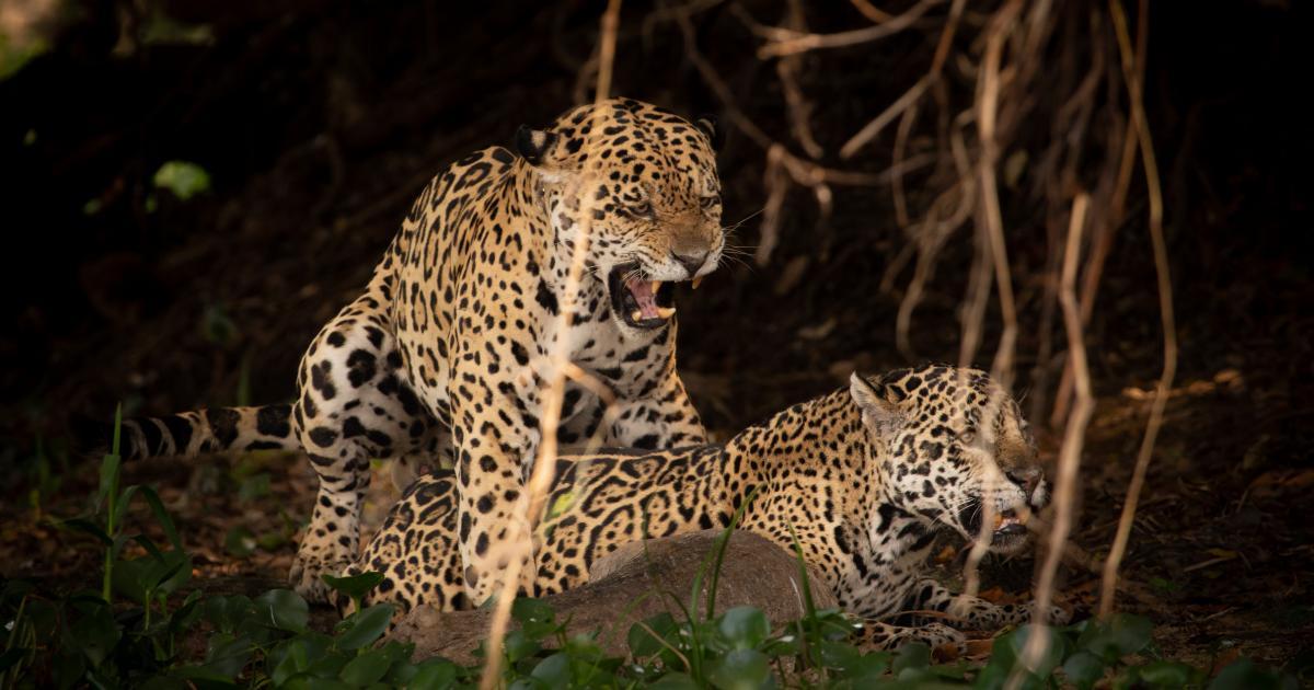 Jaguars 285888 Biofaces Bring Nature Closer