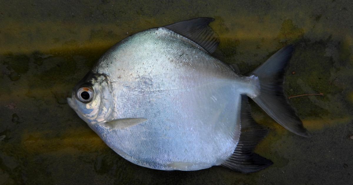 Pacu-branco #286113 - Biofaces - Bring Nature Closer