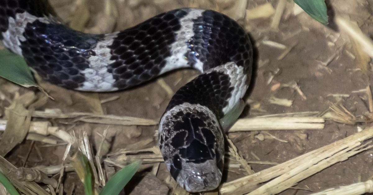 Cobra #286901 - Biofaces - Bring Nature Closer