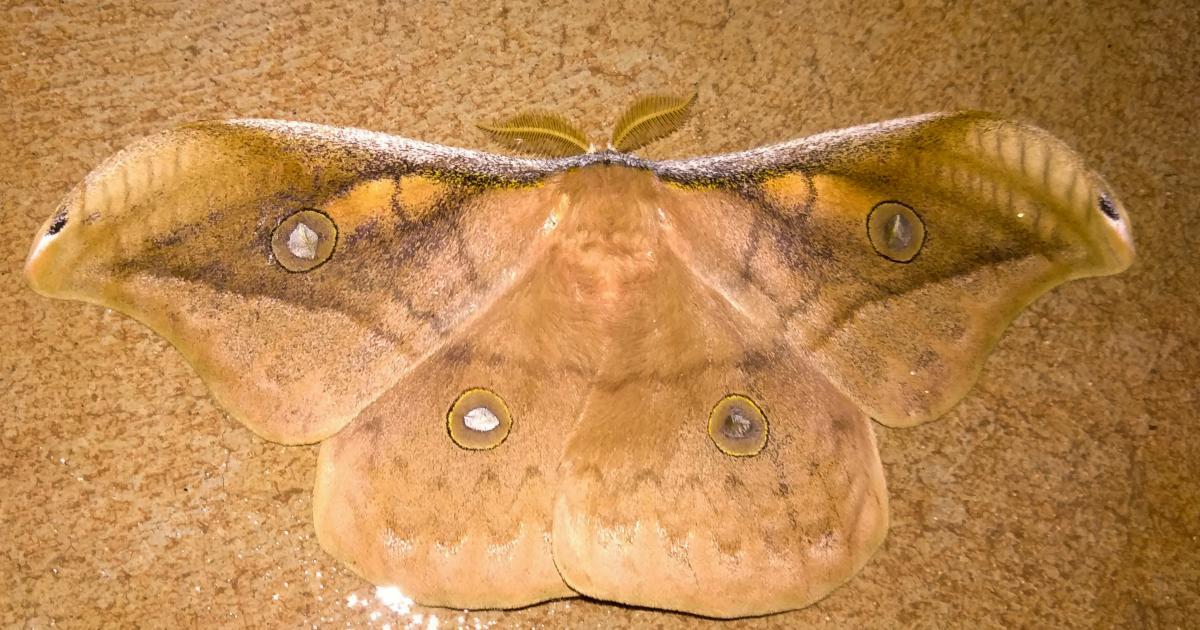 Copaxa #287175 - Biofaces - Bring Nature Closer