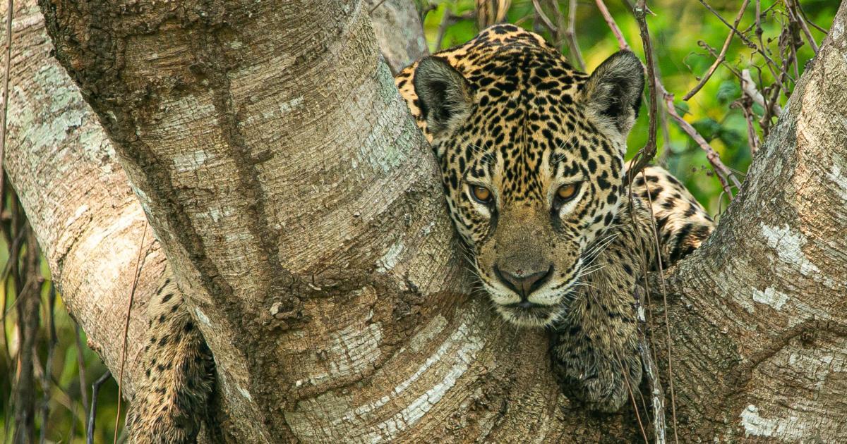 Onça #287295 - Biofaces - Bring Nature Closer