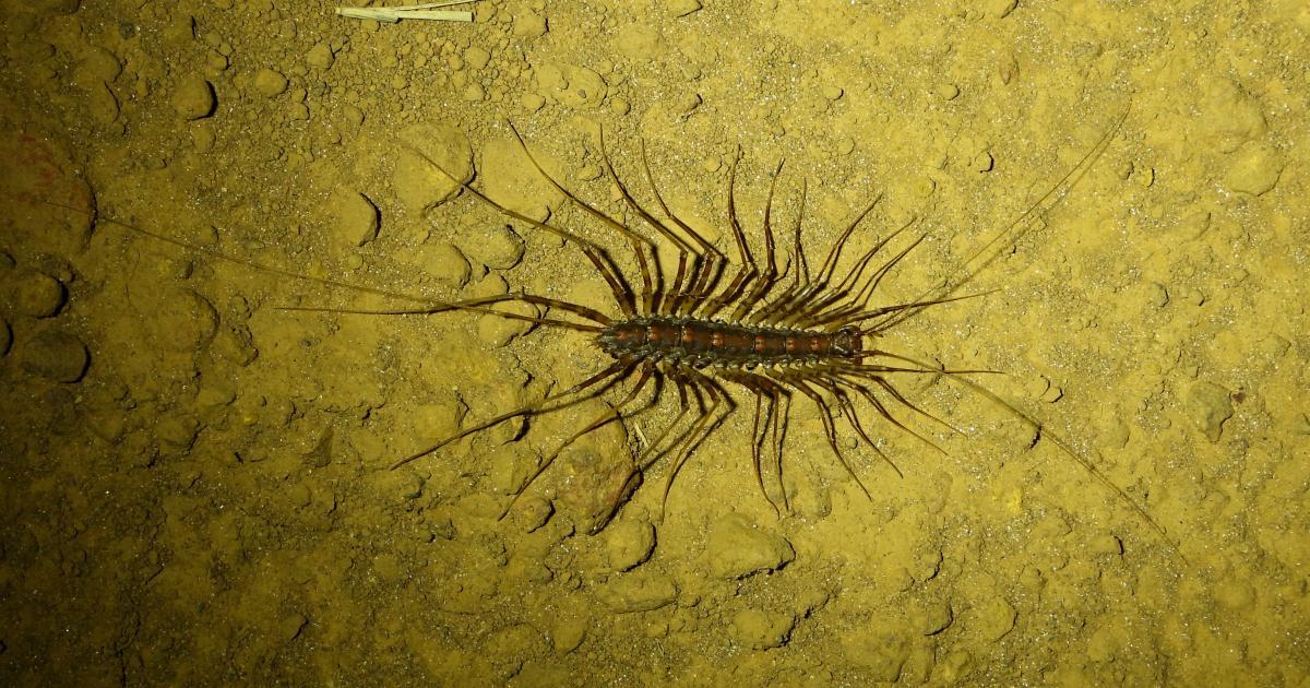 Lacraia-de-casa #287922 - Biofaces - Bring Nature Closer