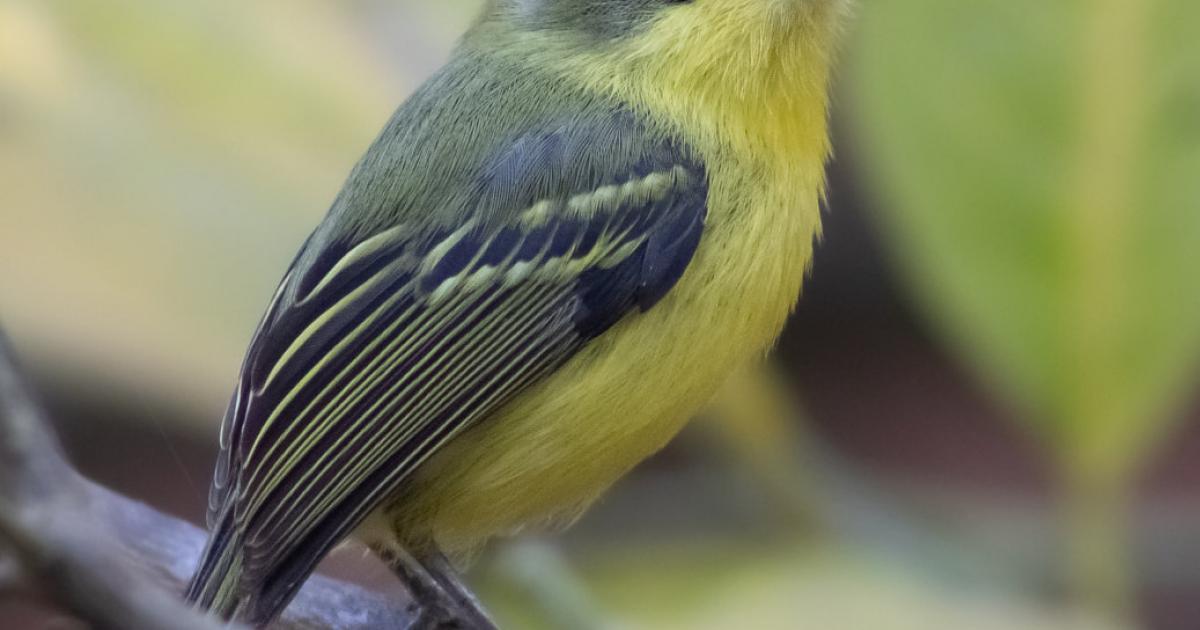 Teque-teque #288413 - Biofaces - Bring Nature Closer