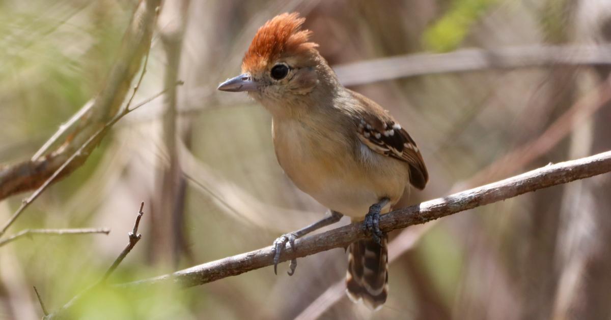 Choca-do-nordeste #288475 - Biofaces - Bring Nature Closer