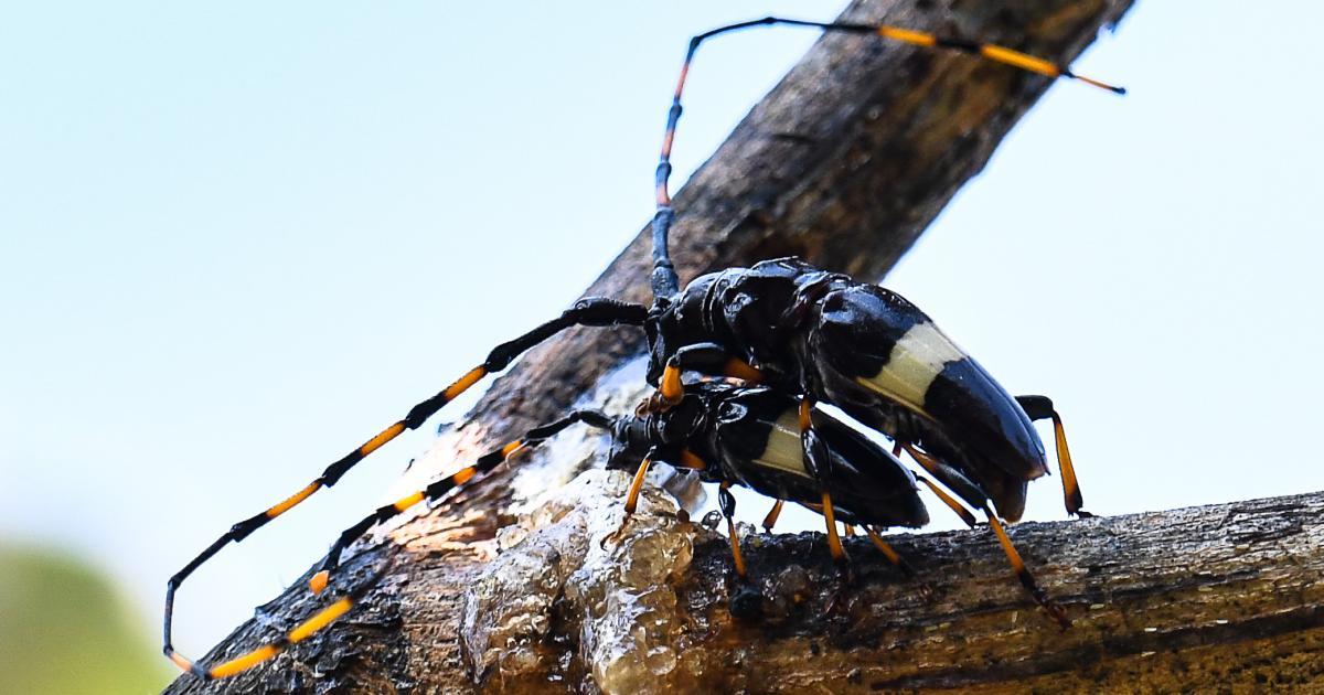 Besouro #288511 - Biofaces - Bring Nature Closer