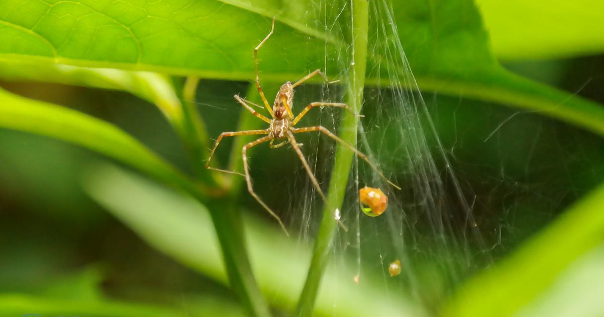 Architis #288798 - Biofaces - Bring Nature Closer