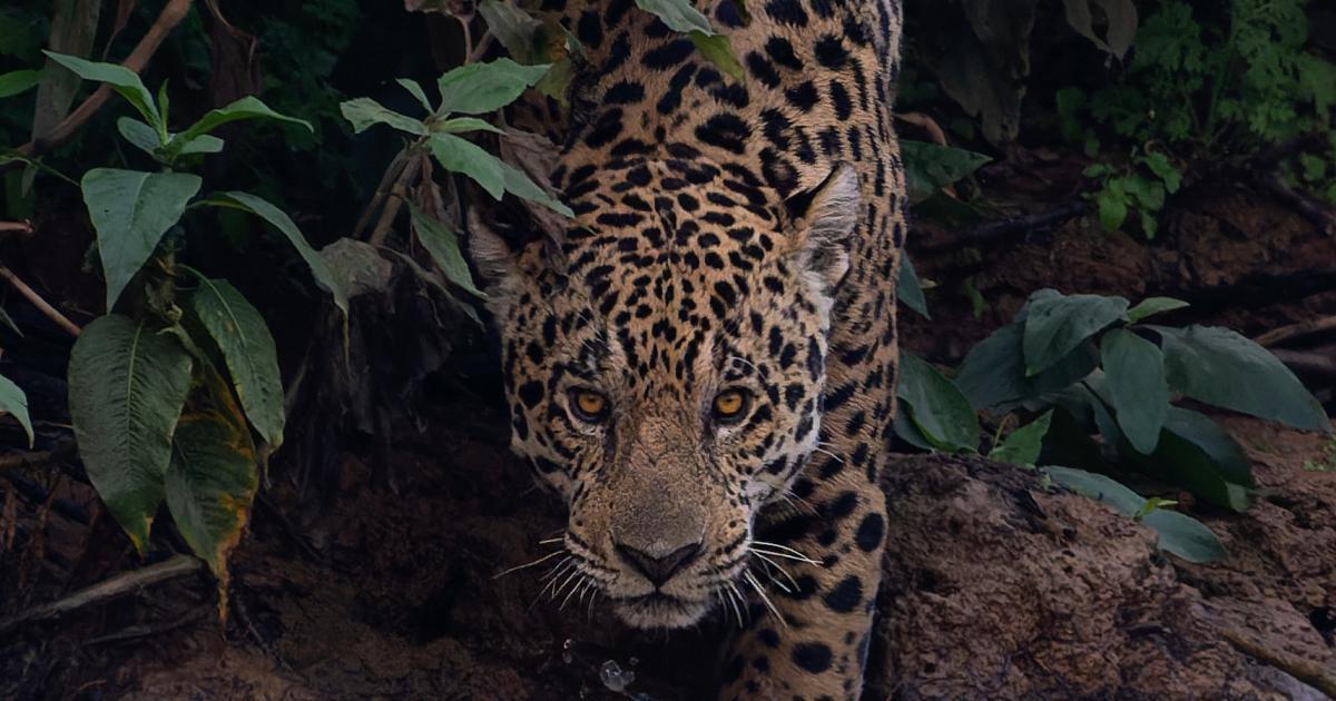 Inka, #288807 - Biofaces - Bring Nature Closer