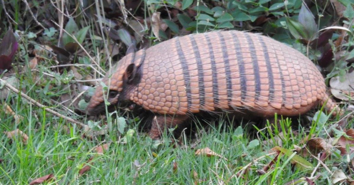 Tatu-peba #289002 - Biofaces - Bring Nature Closer