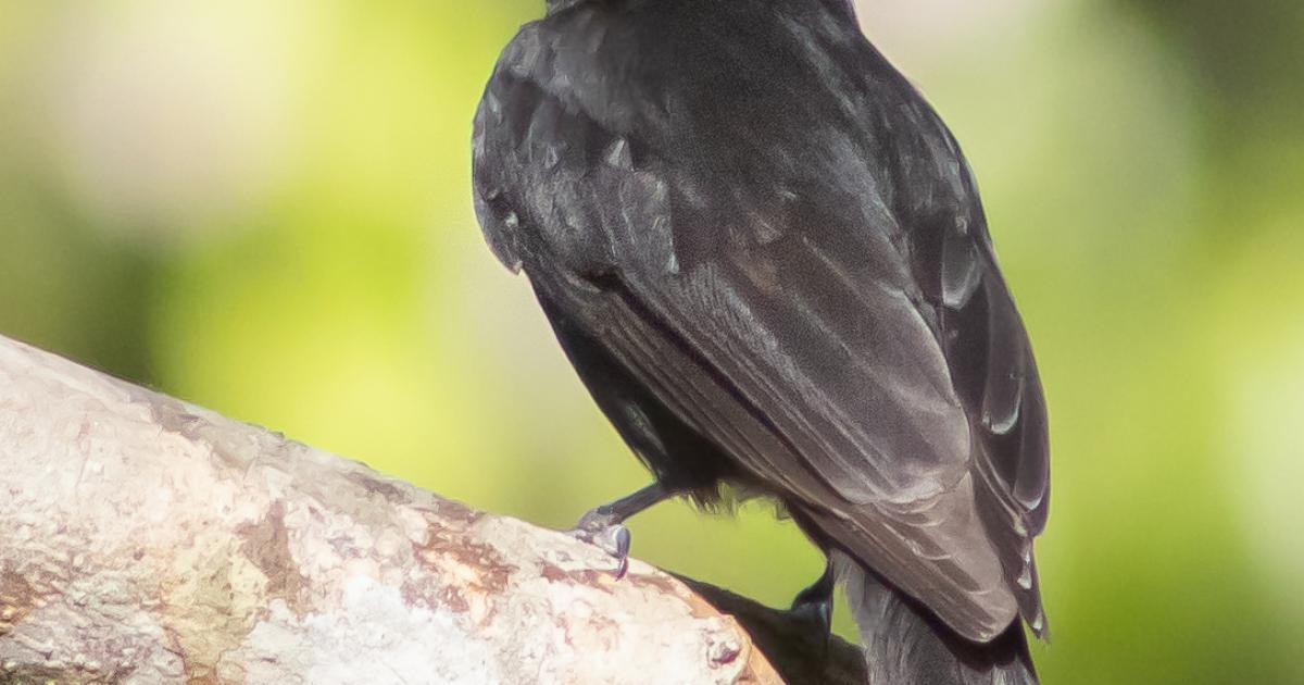 Maria-preta-do-nordeste #289065 - Biofaces - Bring Nature Closer