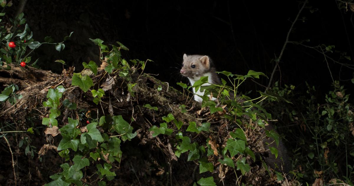 Fuinha, #289165 - Biofaces - Bring Nature Closer