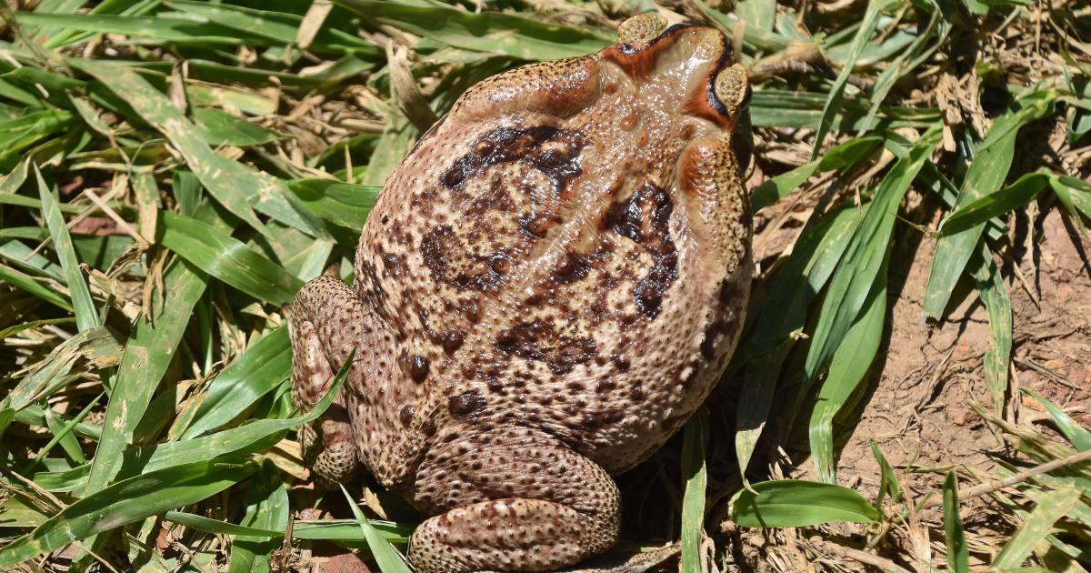 Sapo-Cururu #289493 - Biofaces - Bring Nature Closer