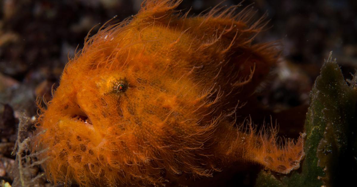 Peixe-sapo-peludo #289732 - Biofaces - Bring Nature Closer