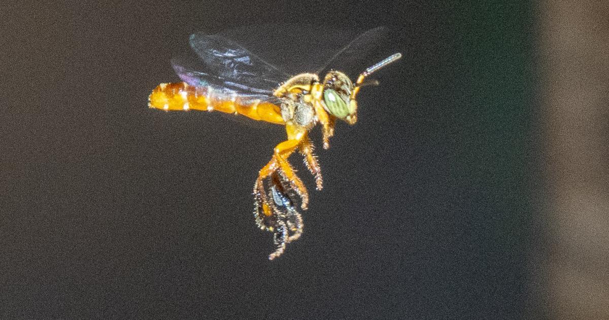 Jataí-amarela #291108 - Biofaces - Bring Nature Closer