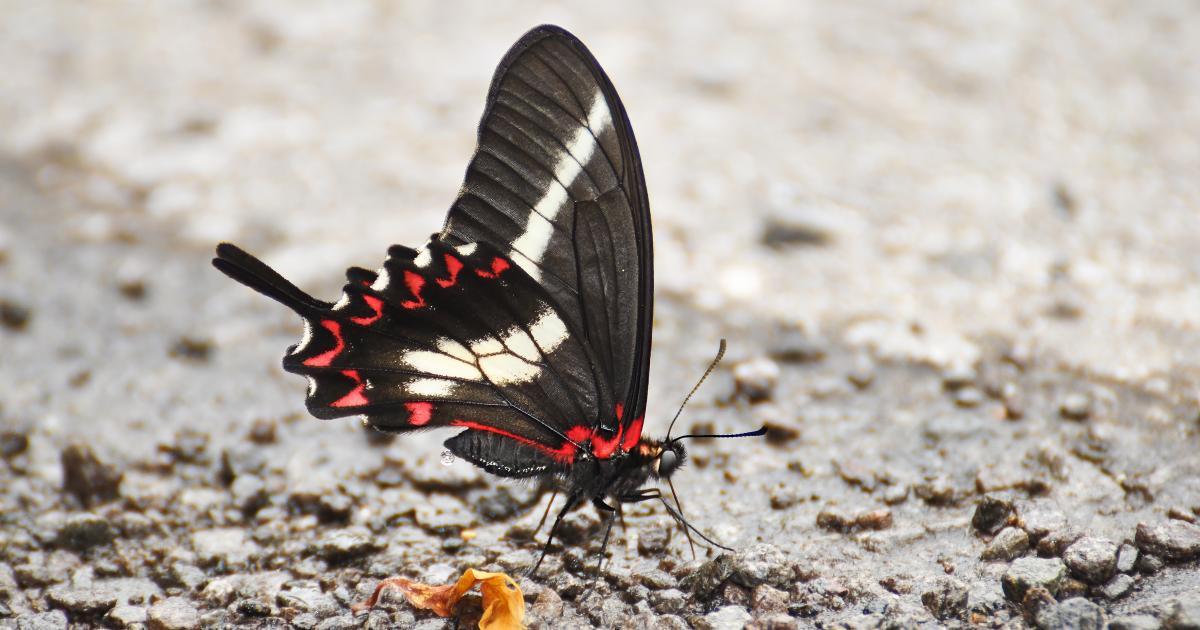 Borboleta #291356 - Biofaces - Bring Nature Closer