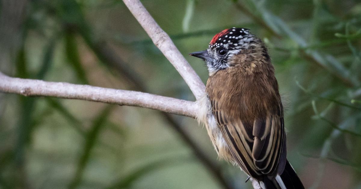 Picapauzinho-carijó #291807 - Biofaces - Bring Nature Closer