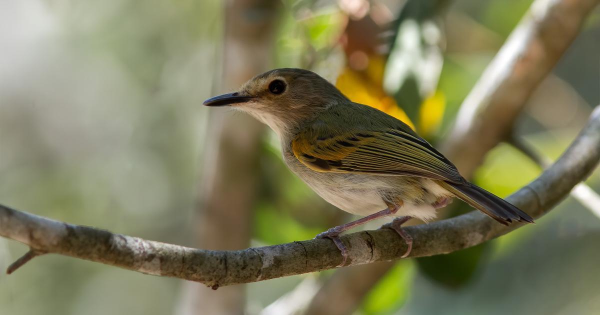 Poecilotriccus #292561 - Biofaces - Bring Nature Closer