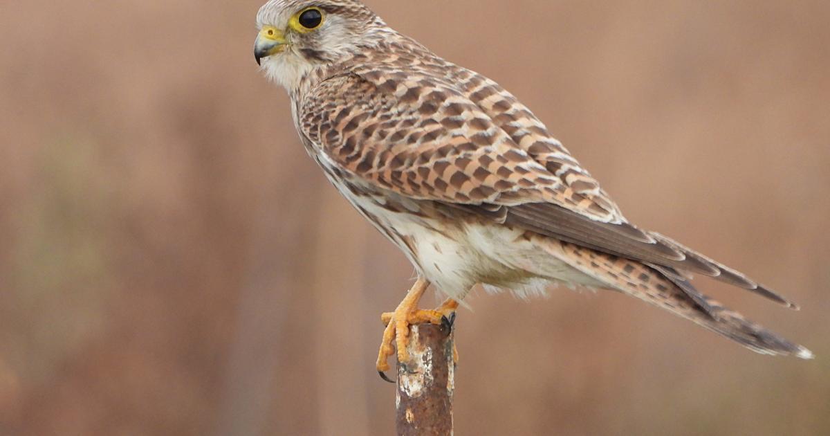 Falco #292747 - Biofaces - Bring Nature Closer