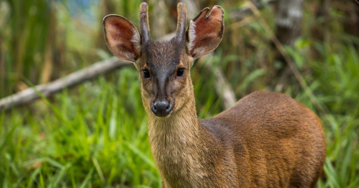 Veado-mateiro #292860 - Biofaces - Bring Nature Closer