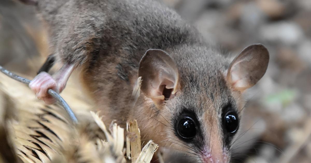 Cuíca-graciosa #293062 - Biofaces - Bring Nature Closer