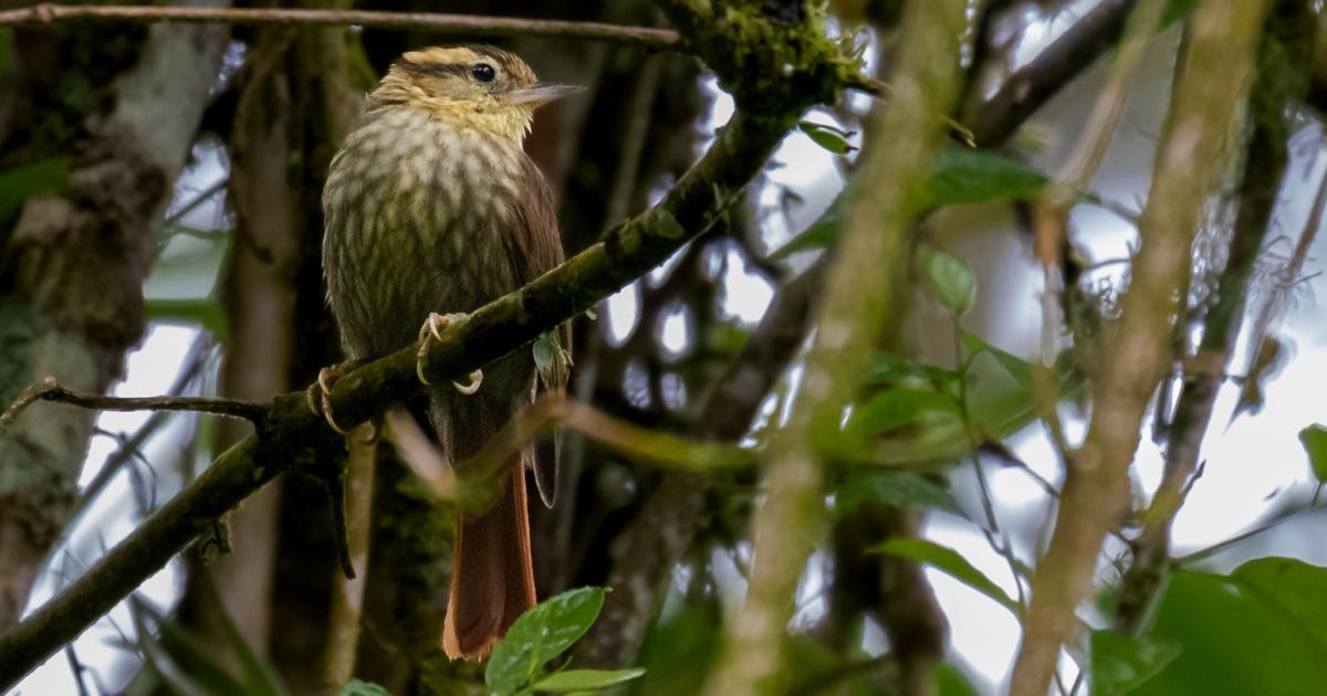 Sharp-billed #293704 - Biofaces - Bring Nature Closer