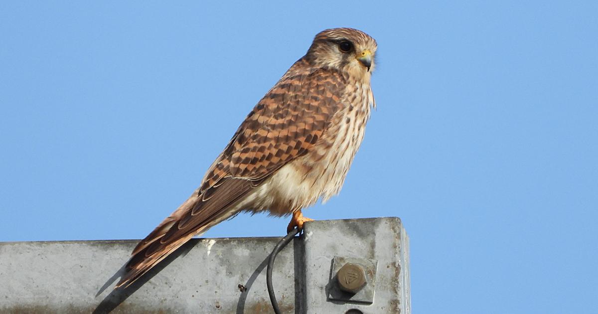 Falco #293949 - Biofaces - Bring Nature Closer