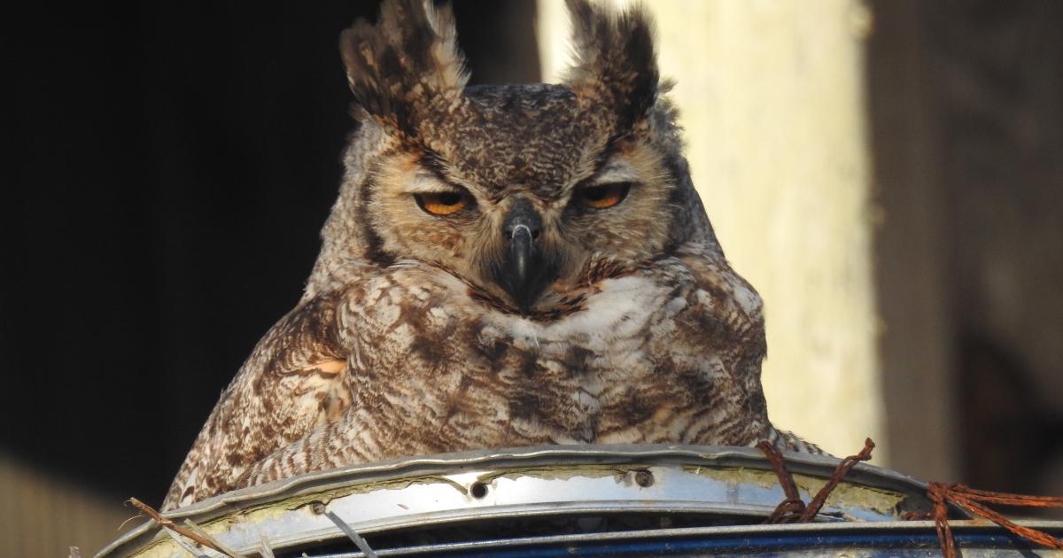 Jacurutu #294254 - Biofaces - Bring Nature Closer