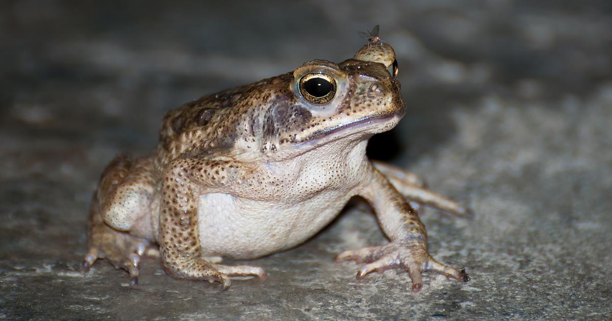 Sapo-cururu #294349 - Biofaces - Bring Nature Closer