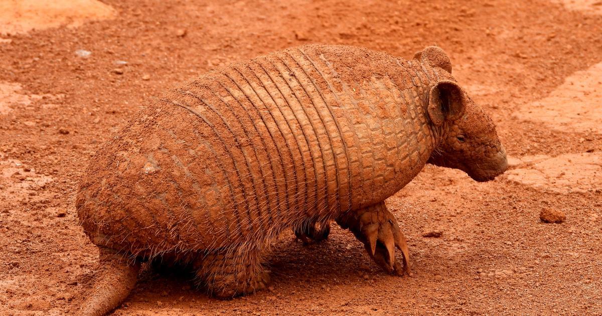 Tatu-de-rabo-mole-pequeno #294499 - Biofaces - Bring Nature Closer