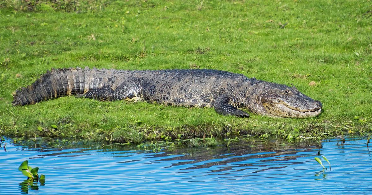 Jacaré-do-papo-amarelo #294566 - Biofaces - Bring Nature Closer