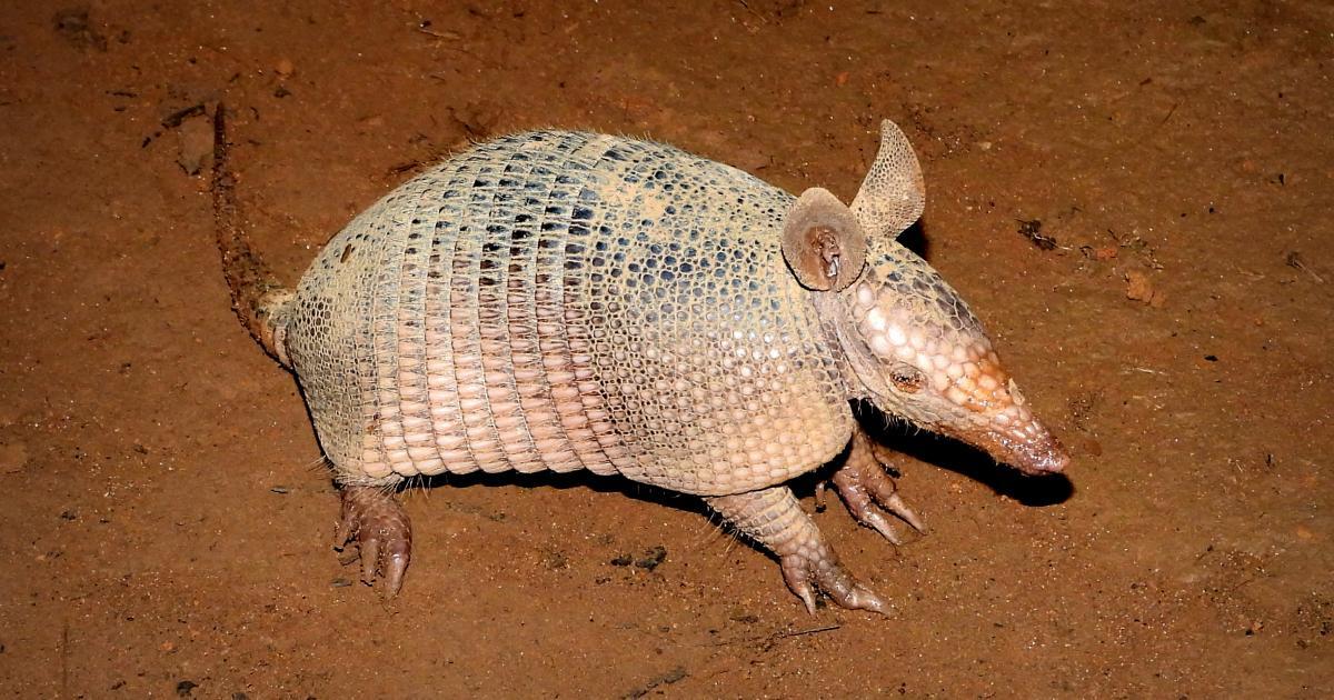 Tatu-galinha #294762 - Biofaces - Bring Nature Closer