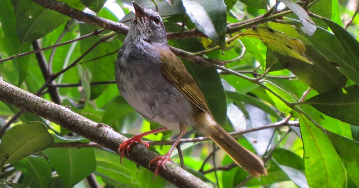 pula-pula-assobiador #295309 - Biofaces - Bring Nature Closer